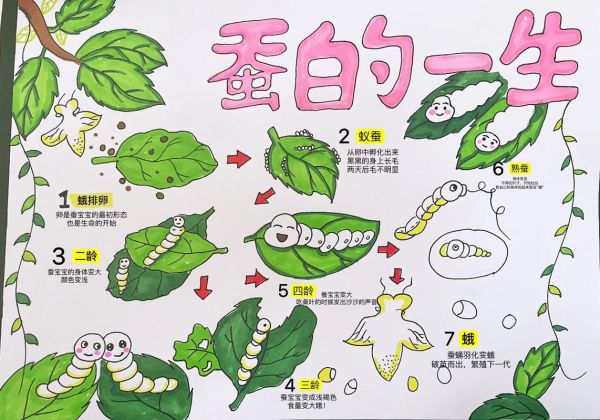 蚕宝宝生长顺序图片_蚕宝宝几天结茧-第1张图片-山城妙识