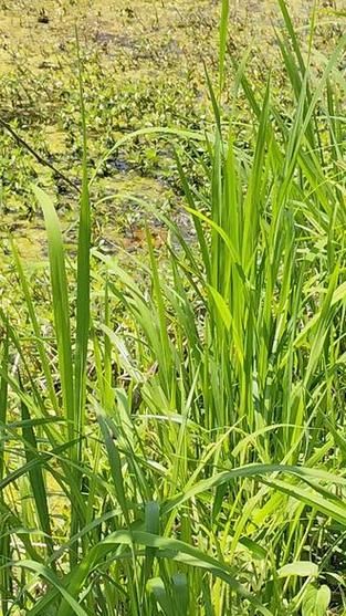 黑鱼窝长什么样_黑鱼窝怎么找-第2张图片-山城妙识 黑鱼窝长什么样_黑鱼窝怎么找-第2张图片-山城妙识