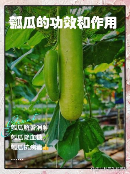 瓠瓜的营养价值_瓠瓜的功效与作用-第1张图片-山城妙识