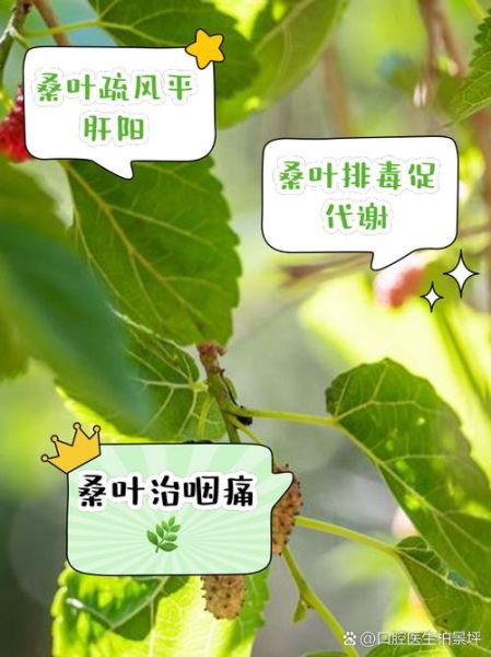 桑叶的功效与作用主要治什么病_桑叶能治糖尿病吗-第2张图片-山城妙识