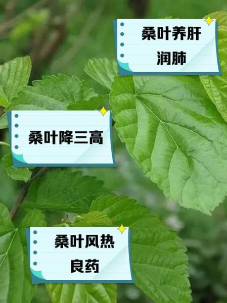 桑叶的功效与作用主要治什么病_桑叶能治糖尿病吗-第3张图片-山城妙识