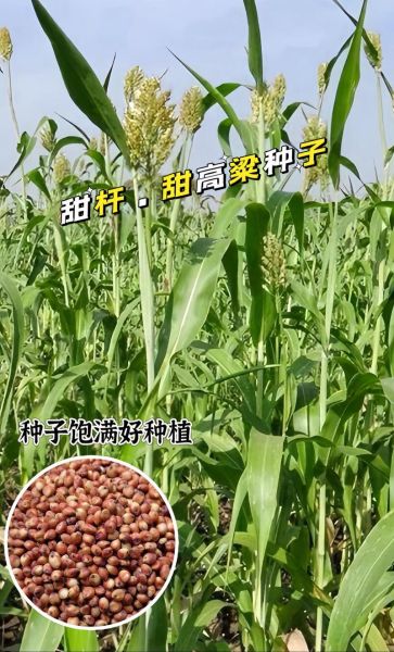 甜高粱种子怎么种_甜高粱种子价格多少钱一斤-第3张图片-山城妙识