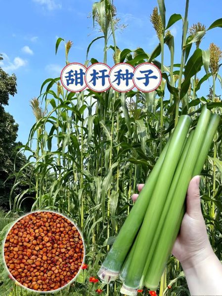 甜高粱种子怎么种_甜高粱种子价格多少钱一斤-第2张图片-山城妙识