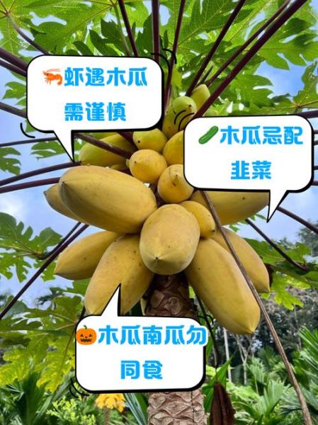 木瓜为什么不能直接吃_木瓜生吃会怎样-第2张图片-山城妙识 木瓜为什么不能直接吃_木瓜生吃会怎样-第2张图片-山城妙识