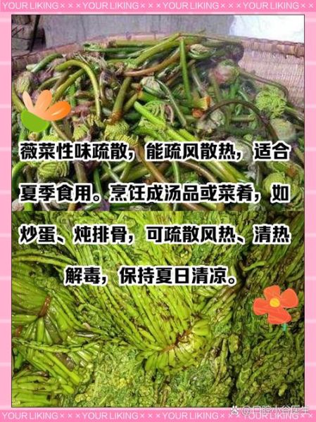 薇菜和蕨菜一样致癌吗_蕨菜致癌真相-第3张图片-山城妙识