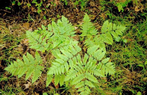 薇菜和蕨菜一样致癌吗_蕨菜致癌真相-第2张图片-山城妙识