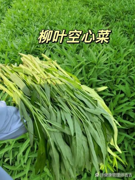 空心菜为什么被称为毒中之王_空心菜毒性真相-第1张图片-山城妙识
