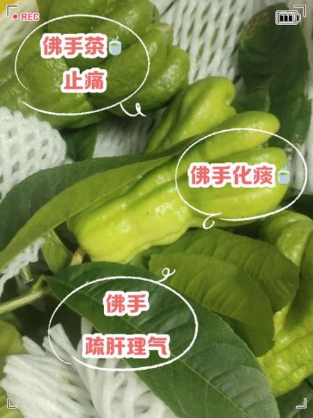 佛手泡水喝的功效与禁忌_佛手泡水怎么喝才有效-第2张图片-山城妙识 佛手泡水喝的功效与禁忌_佛手泡水怎么喝才有效-第2张图片-山城妙识