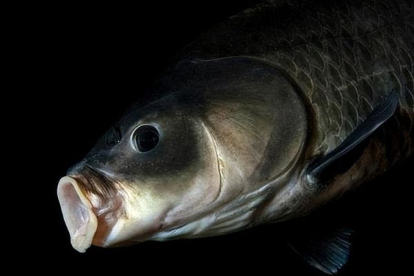 麦穗鱼最大能长多大_麦穗鱼寿命多长-第2张图片-山城妙识