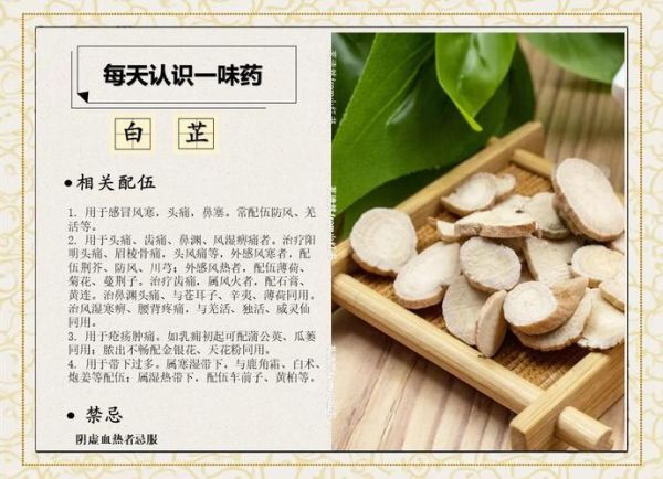 良姜和白芷为什么不能同时用_中医配伍禁忌解析-第3张图片-山城妙识 良姜和白芷为什么不能同时用_中医配伍禁忌解析-第3张图片-山城妙识