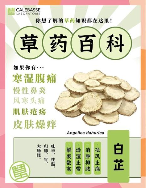 良姜和白芷为什么不能同时用_中医配伍禁忌解析-第2张图片-山城妙识 良姜和白芷为什么不能同时用_中医配伍禁忌解析-第2张图片-山城妙识