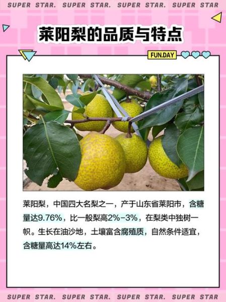 莱阳梨的功效与作用_莱阳梨怎么吃润肺止咳-第3张图片-山城妙识 莱阳梨的功效与作用_莱阳梨怎么吃润肺止咳-第3张图片-山城妙识