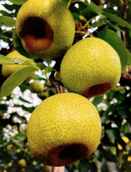 莱阳梨的功效与作用_莱阳梨怎么吃润肺止咳-第1张图片-山城妙识 莱阳梨的功效与作用_莱阳梨怎么吃润肺止咳-第1张图片-山城妙识