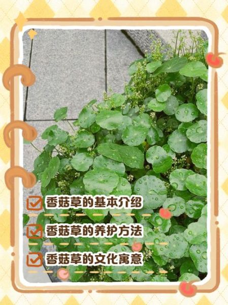 香菇草的功效与作用_香菇草能治疗什么病-第1张图片-山城妙识