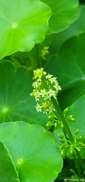 香菇草的功效与作用_香菇草能治疗什么病-第2张图片-山城妙识