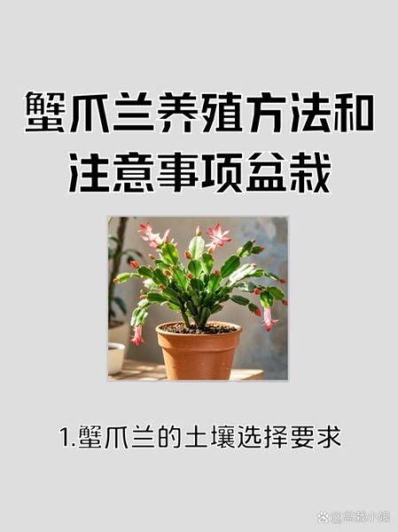 蟹爪兰冬季怎么养_蟹爪兰冬天多久浇一次水-第2张图片-山城妙识