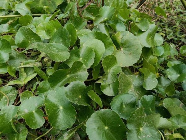 香菇草的功效与作用_香菇草能治疗什么病-第3张图片-山城妙识