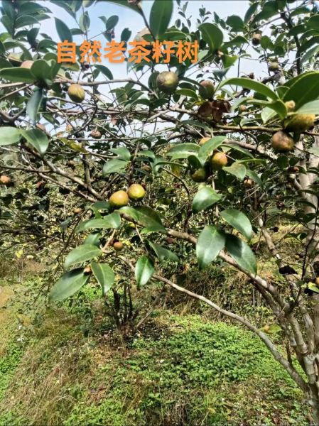 茶籽油多少钱一斤_茶籽油价格影响因素-第3张图片-山城妙识 茶籽油多少钱一斤_茶籽油价格影响因素-第3张图片-山城妙识