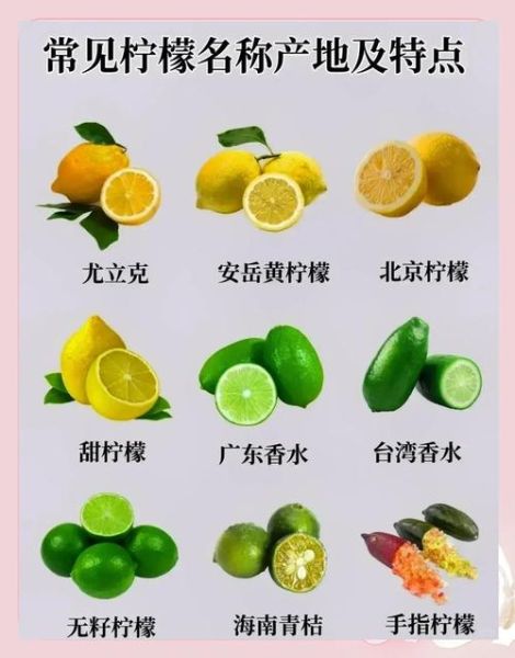 柠檬怎么吃效果最好_柠檬怎么吃美白最快-第2张图片-山城妙识 柠檬怎么吃效果最好_柠檬怎么吃美白最快-第2张图片-山城妙识