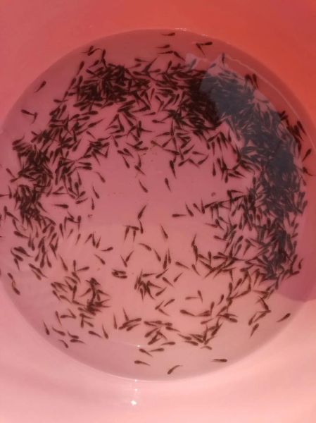 沙塘鳢鱼怎么养_沙塘鳢鱼吃什么-第1张图片-山城妙识 沙塘鳢鱼怎么养_沙塘鳢鱼吃什么-第1张图片-山城妙识