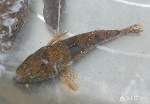 沙塘鳢鱼怎么养_沙塘鳢鱼吃什么-第3张图片-山城妙识 沙塘鳢鱼怎么养_沙塘鳢鱼吃什么-第3张图片-山城妙识