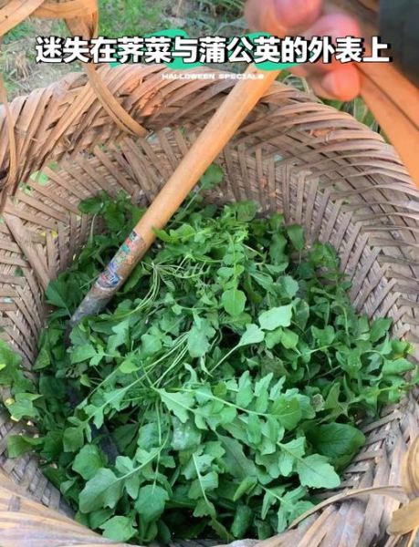 荠菜长什么样_荠菜和蒲公英区别-第3张图片-山城妙识