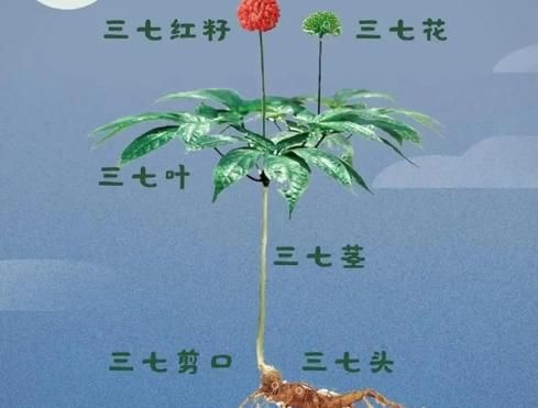 三七叶子泡水喝的功效_三七叶子泡水喝的禁忌-第2张图片-山城妙识 三七叶子泡水喝的功效_三七叶子泡水喝的禁忌-第2张图片-山城妙识