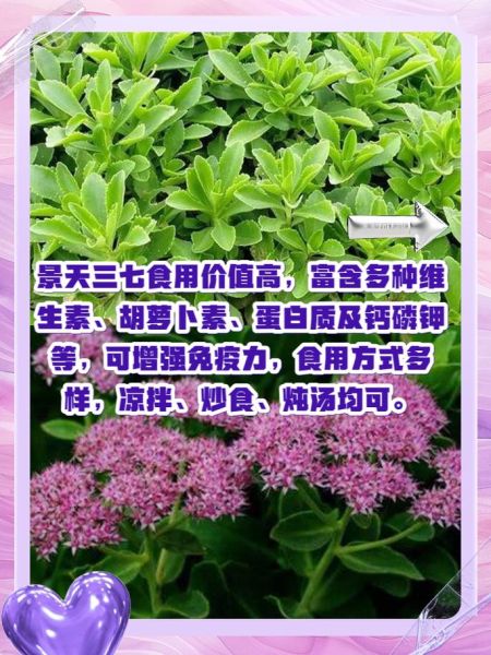 三七叶子泡水喝的功效_三七叶子泡水喝的禁忌-第1张图片-山城妙识 三七叶子泡水喝的功效_三七叶子泡水喝的禁忌-第1张图片-山城妙识