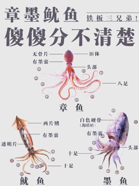 鱿小鱼真的存在吗_鱿小鱼是什么生物-第1张图片-山城妙识