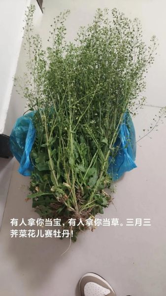 荠菜煮鸡蛋治什么病_荠菜煮鸡蛋的功效与作用-第3张图片-山城妙识 荠菜煮鸡蛋治什么病_荠菜煮鸡蛋的功效与作用-第3张图片-山城妙识