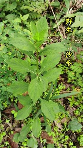 沙参长什么样子_沙参图片如何辨别真假-第1张图片-山城妙识