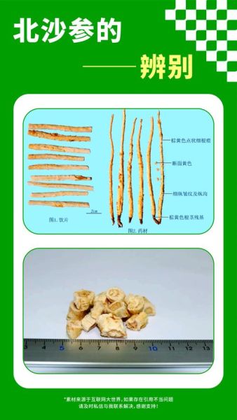 沙参长什么样子_沙参图片如何辨别真假-第3张图片-山城妙识