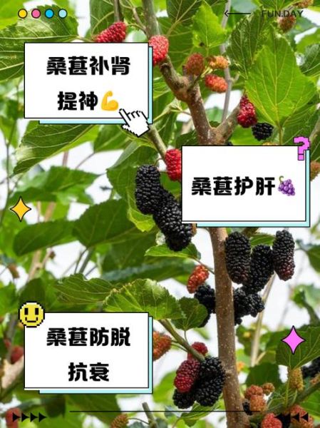 男人吃桑葚壮阳吗_桑葚壮阳是真的吗-第1张图片-山城妙识 男人吃桑葚壮阳吗_桑葚壮阳是真的吗-第1张图片-山城妙识