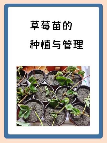草莓种植技术与管理视频_如何科学种草莓-第2张图片-山城妙识