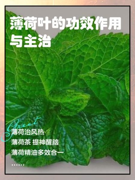 薄荷叶怎么吃_薄荷叶泡水喝的正确方法-第3张图片-山城妙识 薄荷叶怎么吃_薄荷叶泡水喝的正确方法-第3张图片-山城妙识