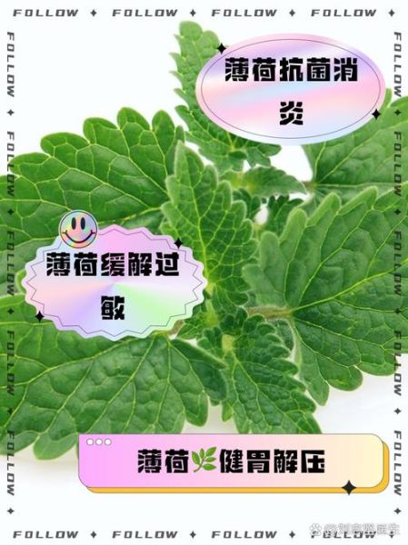 薄荷叶怎么吃_薄荷叶泡水喝的正确方法-第2张图片-山城妙识 薄荷叶怎么吃_薄荷叶泡水喝的正确方法-第2张图片-山城妙识