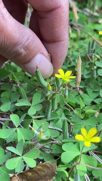 酢浆草的功效与作用_酢浆草可以长期泡水喝吗-第2张图片-山城妙识