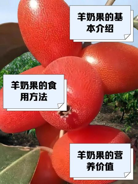 羊奶果怎么吃_羊奶果的吃法大全-第2张图片-山城妙识 羊奶果怎么吃_羊奶果的吃法大全-第2张图片-山城妙识