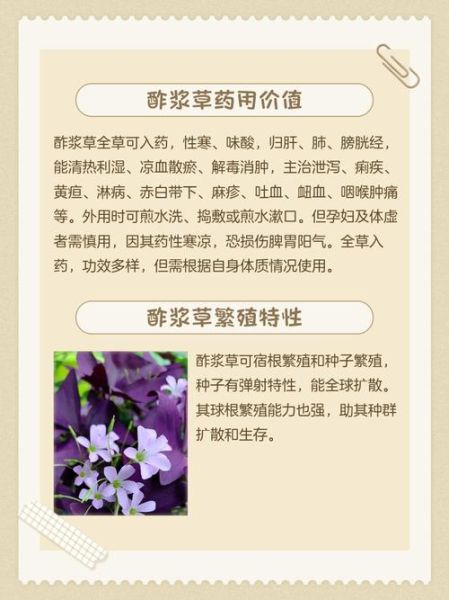 酢浆草的功效与作用_酢浆草可以长期泡水喝吗-第3张图片-山城妙识