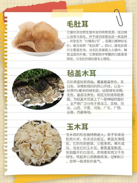 肉厚的木耳叫什么_厚肉木耳品种区别-第1张图片-山城妙识