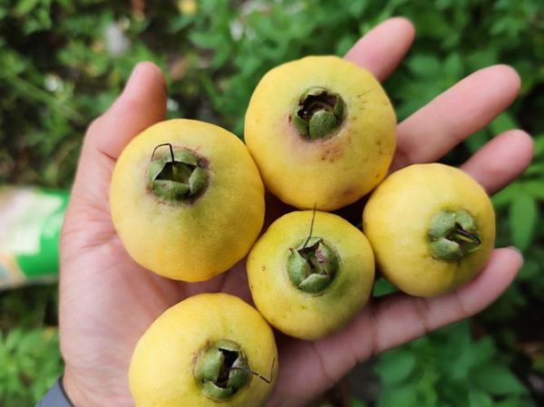 春天有什么水果_春季应季水果有哪些-第1张图片-山城妙识 春天有什么水果_春季应季水果有哪些-第1张图片-山城妙识