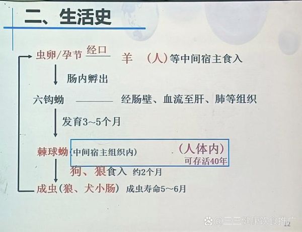 绦虫会传染人吗_感染途径有哪些-第3张图片-山城妙识