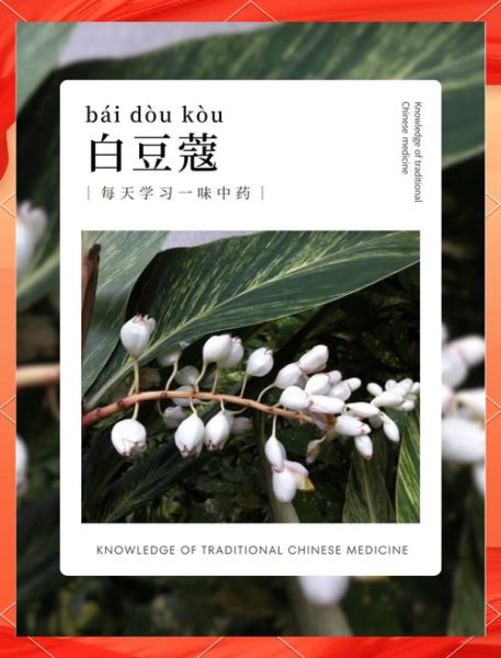 白豆蔻别名有哪些_白豆蔻与豆蔻区别-第2张图片-山城妙识