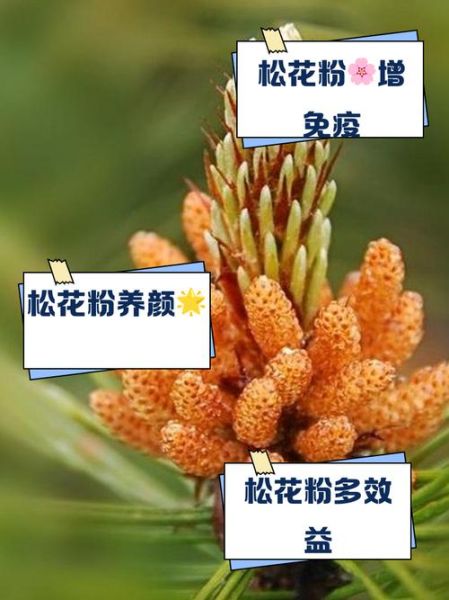 松花粉的功效与作用有哪些_松花粉的禁忌是什么-第2张图片-山城妙识