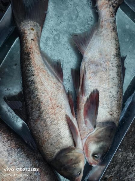 鳙鱼吃什么食物_鳙鱼一天喂几次-第3张图片-山城妙识