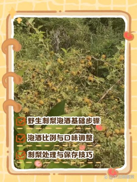 野刺梨泡水喝的功效_野刺梨泡水怎么喝才有效-第3张图片-山城妙识 野刺梨泡水喝的功效_野刺梨泡水怎么喝才有效-第3张图片-山城妙识