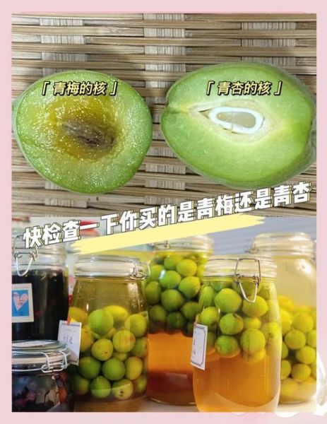 青梅是什么水果_青梅和杏子的区别-第1张图片-山城妙识