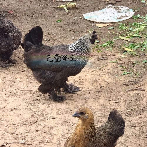 乌骨鸡苗多少钱一只_乌骨鸡苗价格行情-第2张图片-山城妙识