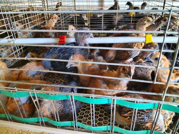 乌骨鸡苗多少钱一只_乌骨鸡苗价格行情-第1张图片-山城妙识