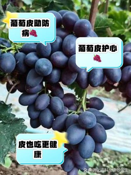 吃葡萄上火吗_吃葡萄会便秘吗-第2张图片-山城妙识
